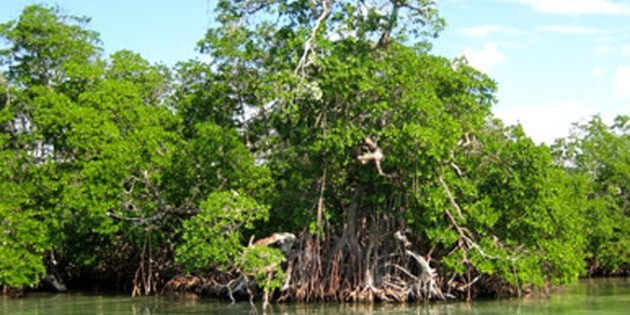 Estudian cómo generar especies de manglares en Colombia, Venezuela y ...