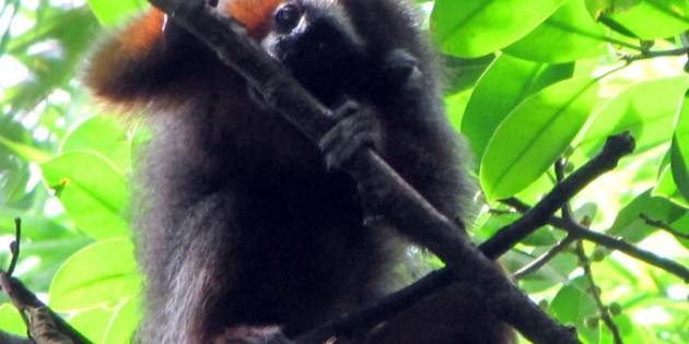 Descubren nueva especie de mico monógamo que vive en selvas del sur de ...