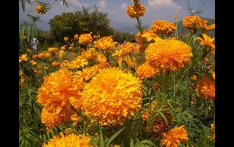 Recuperan valor natural y cultura de la flora mexicana | El Informador