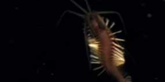 El 'Gusano Calamar' emerge de las profundidades | El Informador