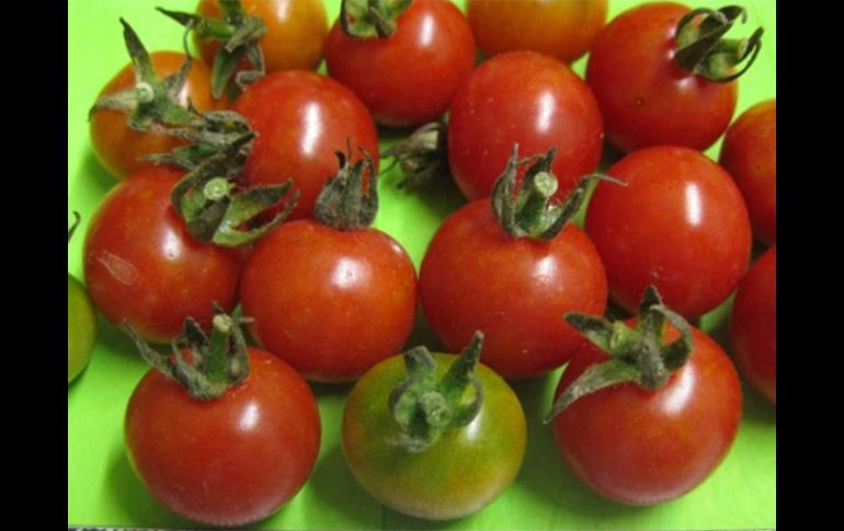 Variedad silvestre de jitomate, empleado para proteger cultivos ...
