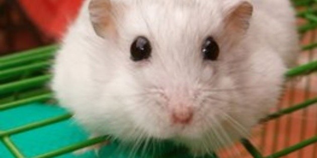 Ratas ''alcohólicas'' son curadas mediante la genética | El Informador