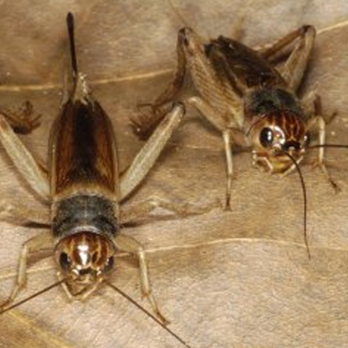 Meme De Insecto Grillo