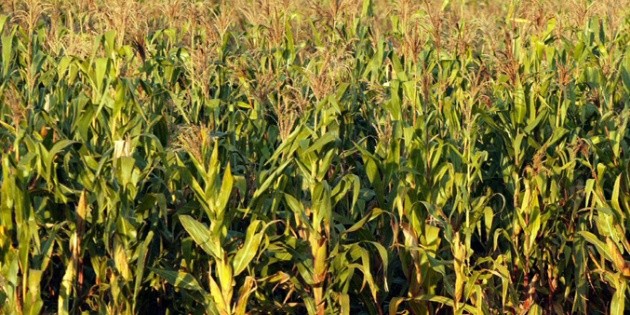 Resaltan importancia de la milpa en México | El Informador