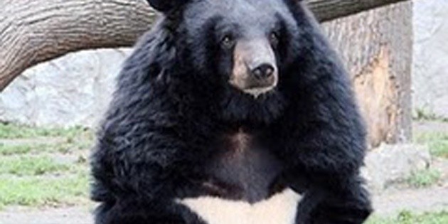 Ofrecerán una rara piel de oso azul del Tíbet | El Informador