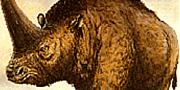 Paleontólogos descubren restos de un rinoceronte prehistórico | El ...