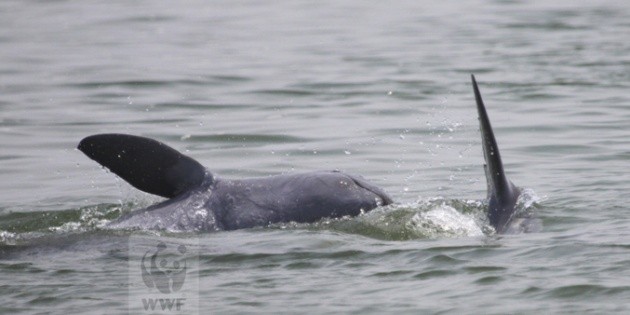 El delfín de Irrawaddy está al borde de la extinción | El Informador