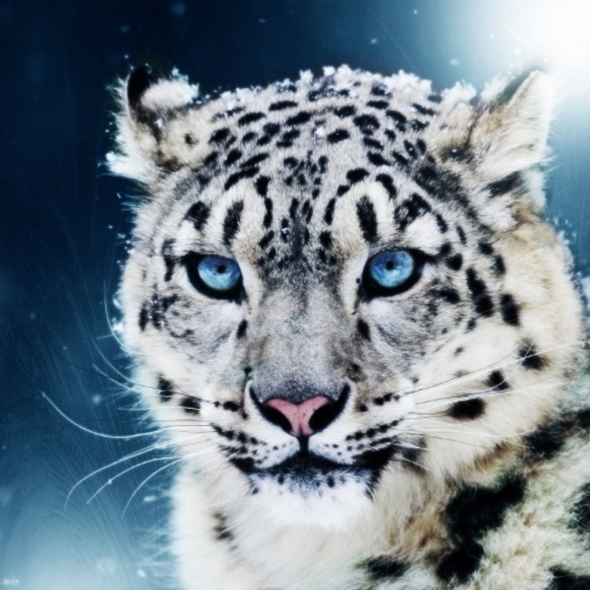 Cara De Leopardo De Las Nieves Con