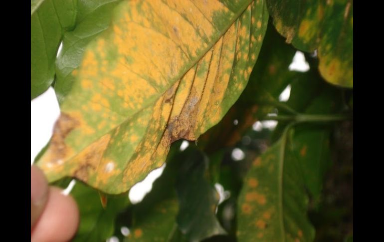 Brote de roya del café, por cambios en métodos de cultivo | El Informador