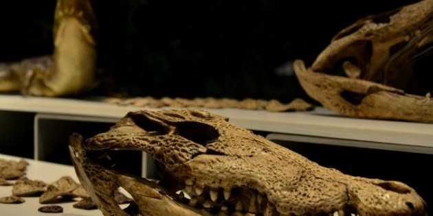 Ofrecen charlas sobre la fauna en Tenochtitlan | El Informador