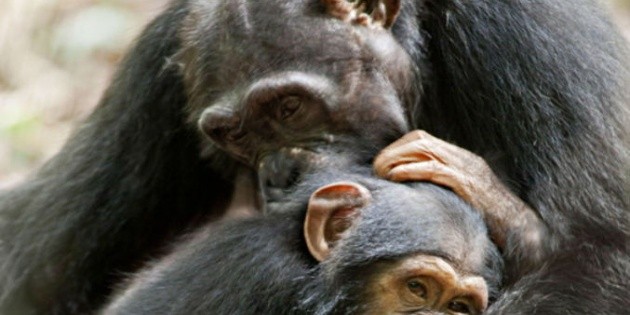 Revelan que los simios tienen conciencia y recuerdos | El Informador