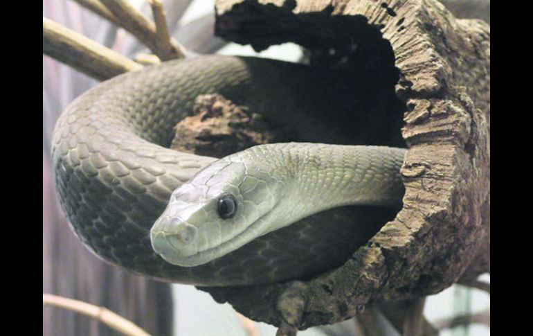 El rey de la mamba | El Informador