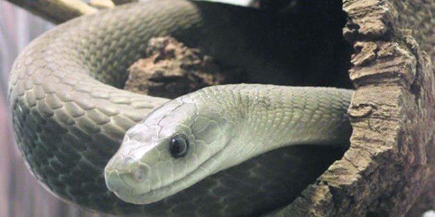 El rey de la mamba | El Informador