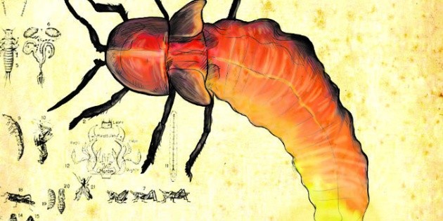 Arlomo | El Informador