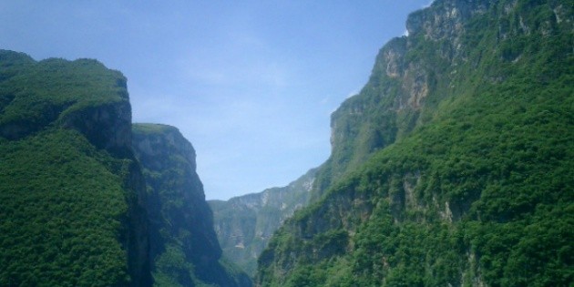 Selva alta perennifolia de Chiapas es la única en el país | El Informador