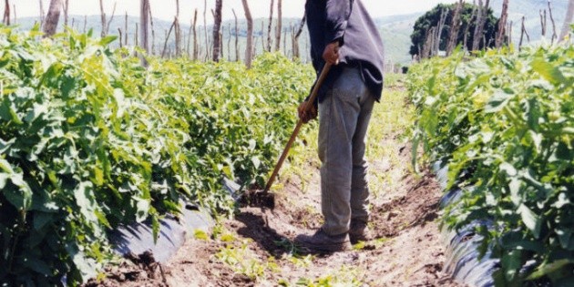 Baja competencia y pobreza amenazan agricultura mexicana | El Informador