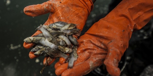 Suman 82 toneladas de 'popochas' extraídas de Cajititlán | El Informador