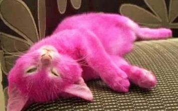 Increíble gerente Claire animales de color rosa desaparecer Envolver Latón