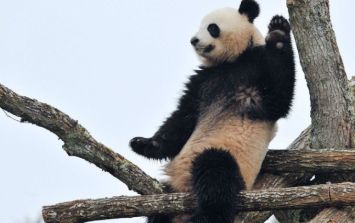 Ataque De Panda Variedades | El Adorable “ataque” De Un Bebé