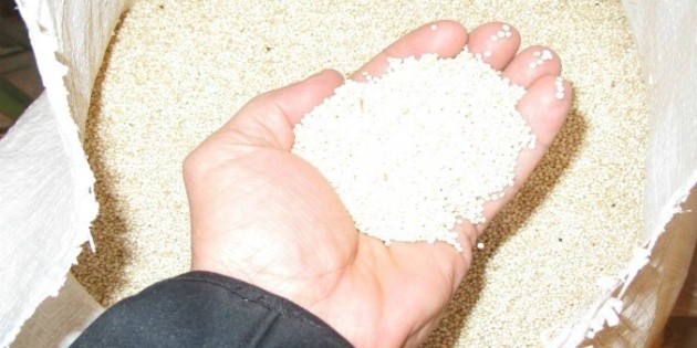 Los diez cereales naturales más saludables | El Informador
