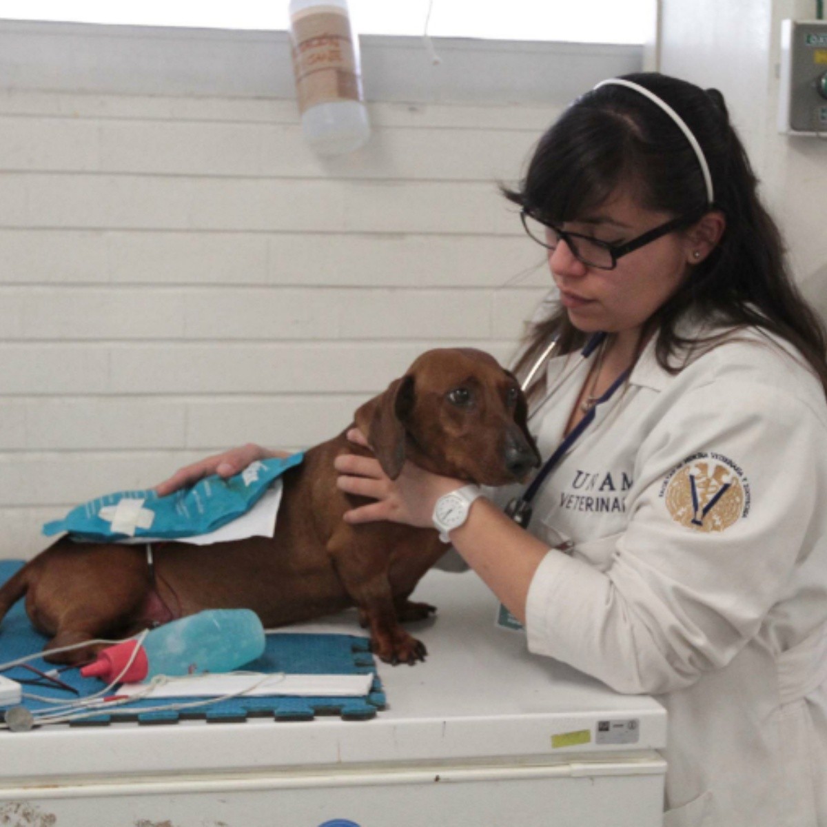 Por Qué Mi Perro Come Piedras Y Palos