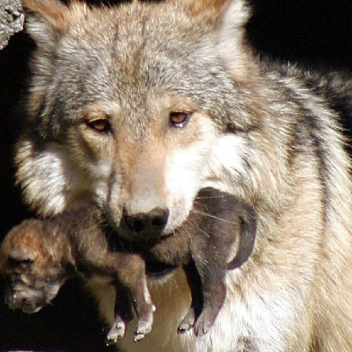 Lobos Grises Comiendo