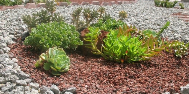Jardines secos, una alternativa verde ante escasez de agua | El Informador