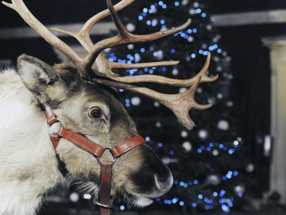 Curiosidades Sobre Rodolfo El Reno De La Nariz Roja Rodolfo El Reno,