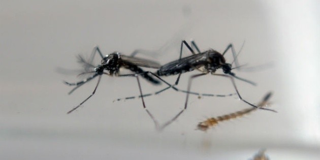 Detectan en Austria primer caso de zika | El Informador