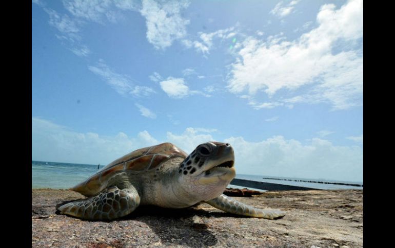 Tortugas marinas llegan a las playas de Puerto Rico | El Informador