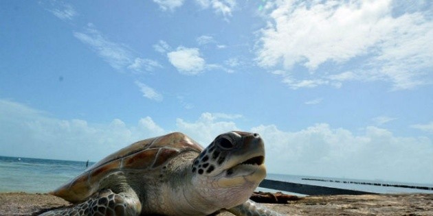 Tortugas marinas llegan a las playas de Puerto Rico | El Informador