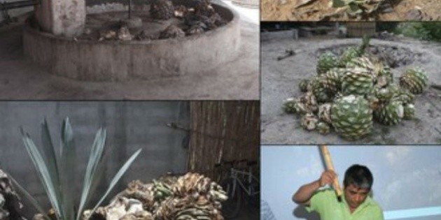 Elaborar mezcal es una tradición ancestral en Oaxaca | El Informador