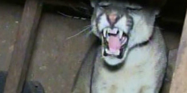 Familia es sorprendida por un puma escondido en su cocina | El Informador