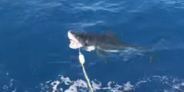 La Conanp investiga incidente en que tiburón blanco fue herido | El ...