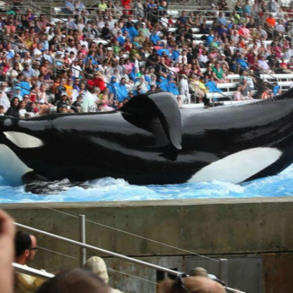 Tanque Tilikum Orca Que Tentou Morder Treinadores Se Matou Com