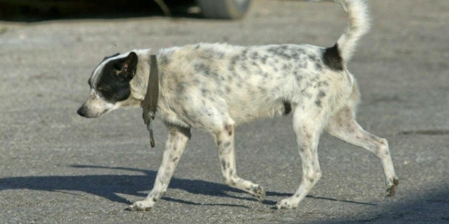 Hallan seis perros calcinados en Sonora | El Informador