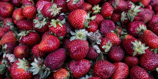Conoce las frutas del amor | El Informador