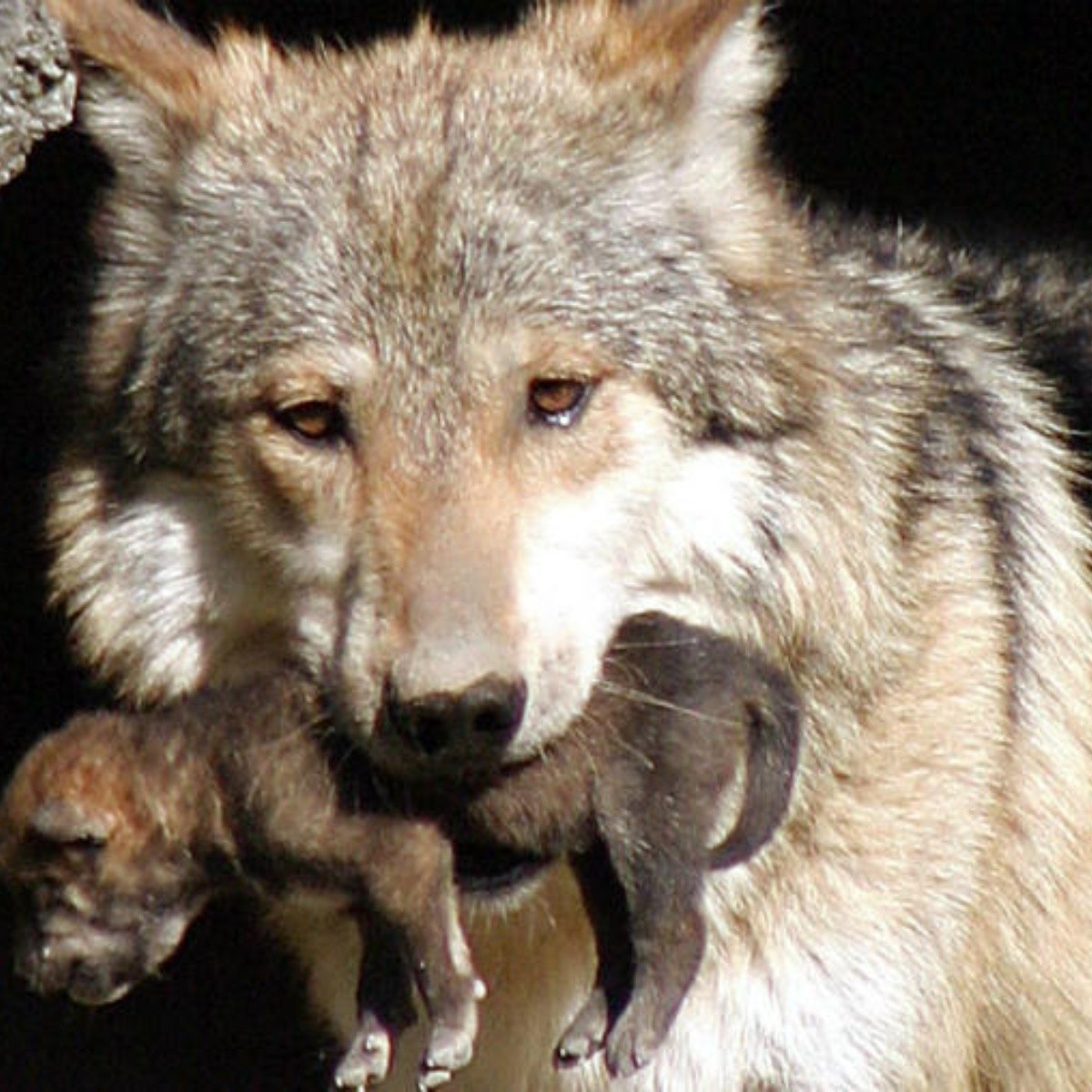 Que Come El Lobo Mexicano Donde Viven Como Nacen El Ultimo Aullido De