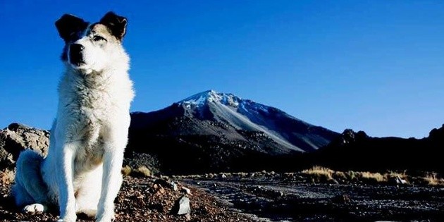 Muere "Citla", perro guardián del Pico de Orizaba | El Informador