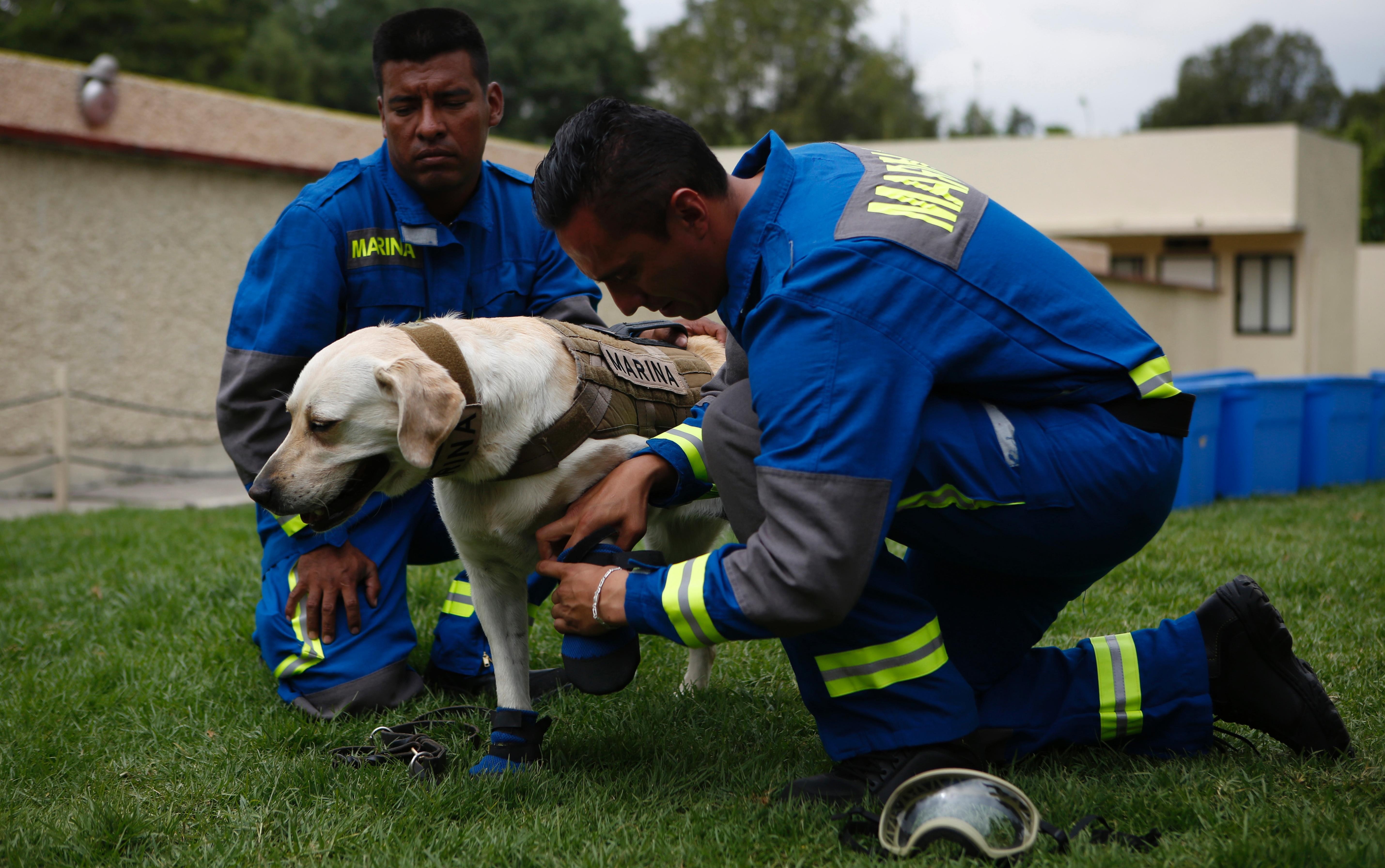 ¿A quién salvó Frida, la heroína de los perros rescatistas? | El Informador