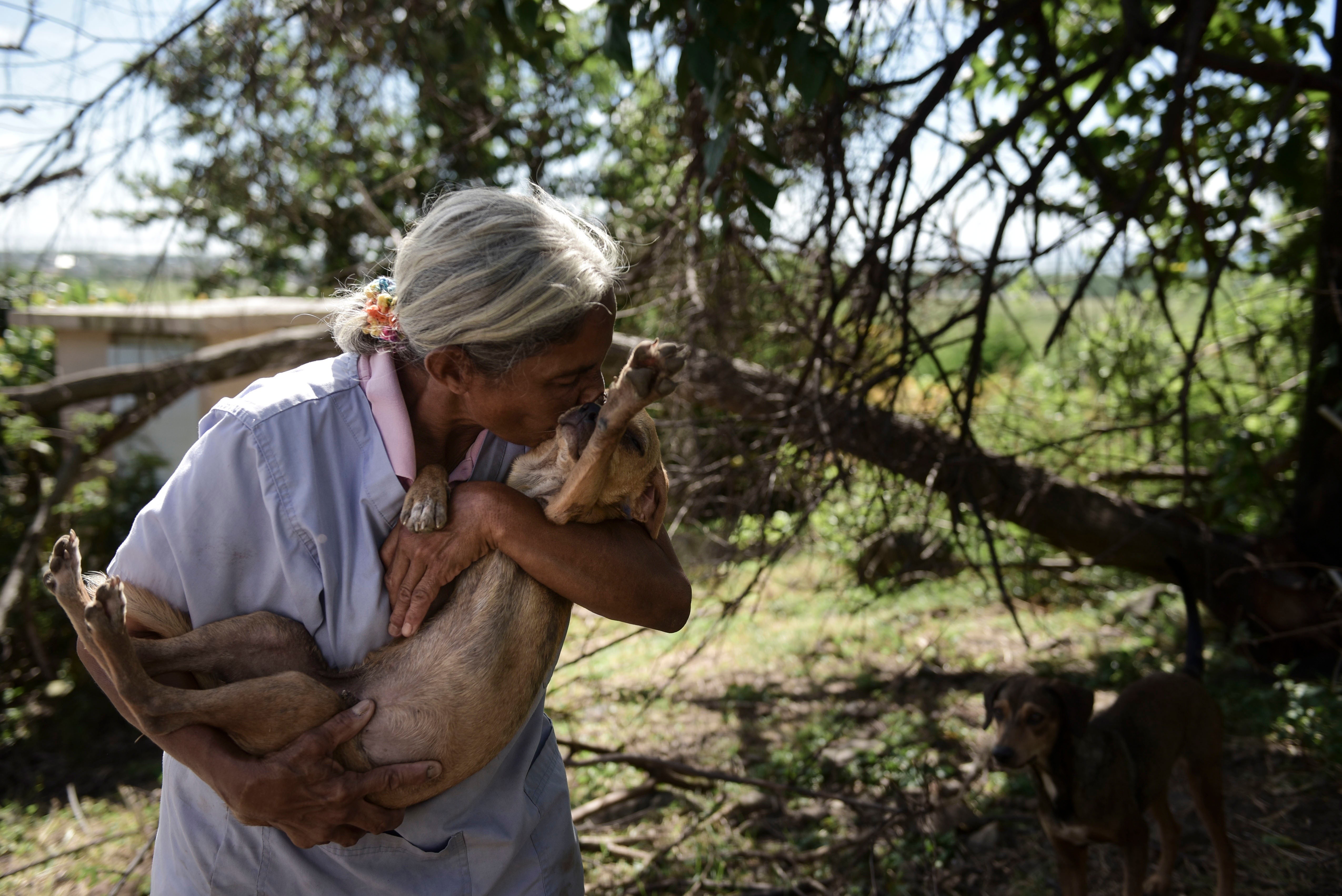 Animales abandonados aumentan en Puerto Rico tras huracán | El Informador