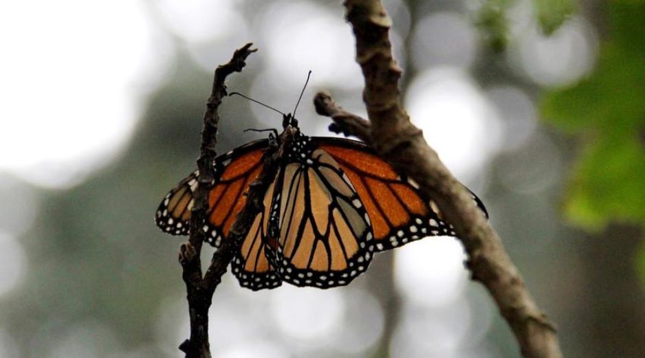Noticias sobre Mariposas Monarca | El Informador :: Noticias de Jalisco ...