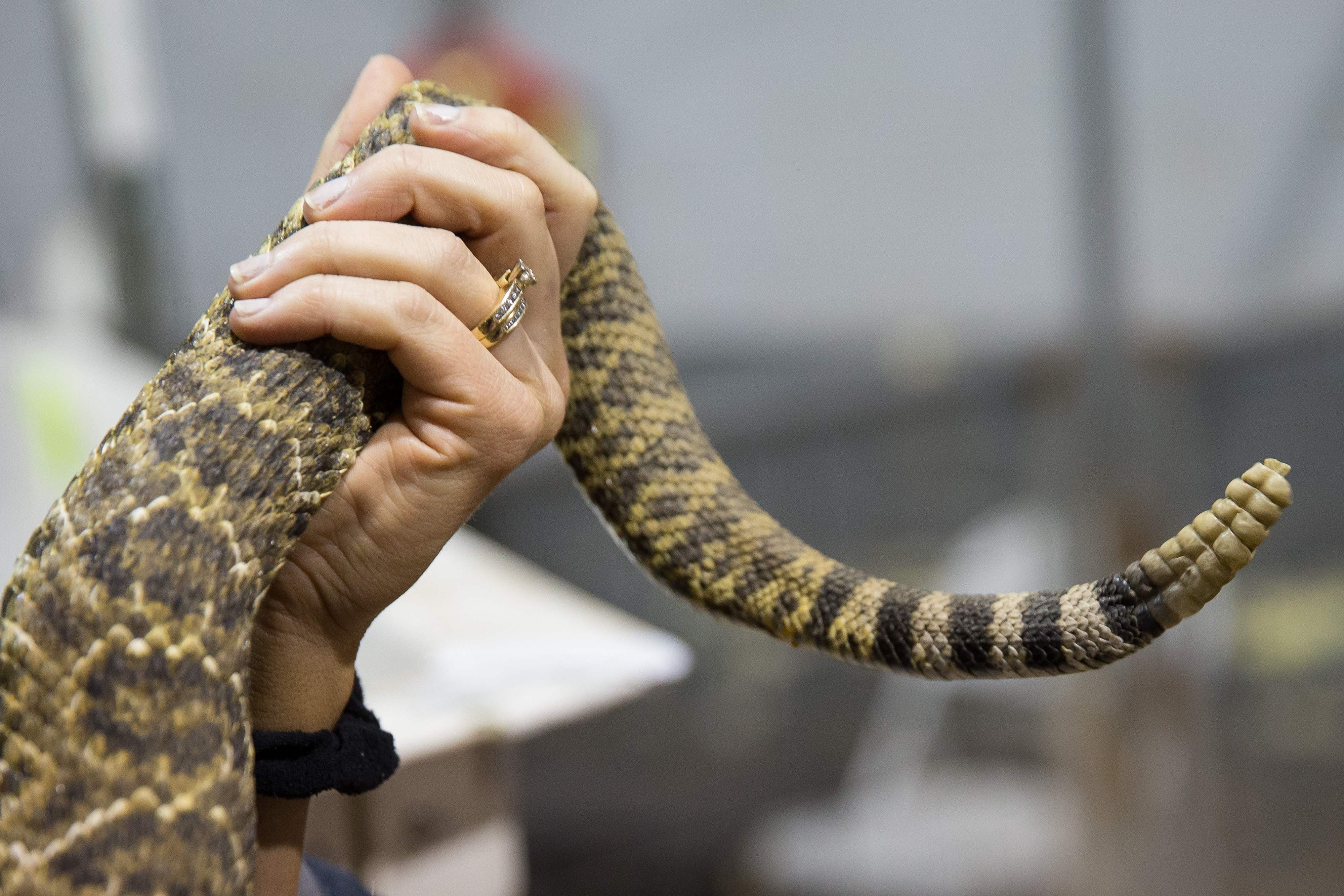 Fotogalería: Víboras, cazadas y decapitadas para una feria | El Informador