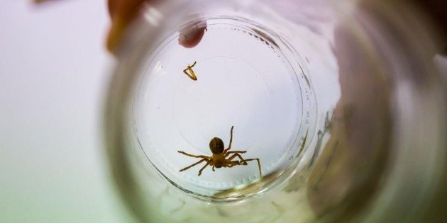 Mexicanos desarrollan antídoto para mordedura de araña violinista | El ...