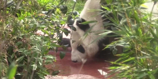 Panda mexicana, la más longeva fuera de China | El Informador