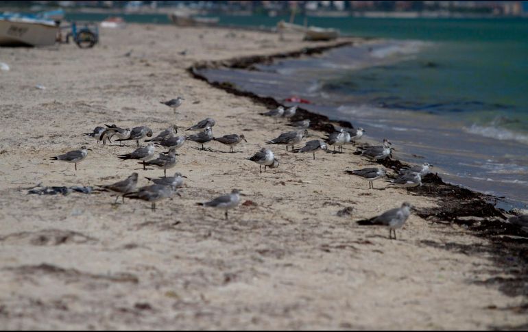 Florida declara emergencia por marea roja tóxica | El Informador