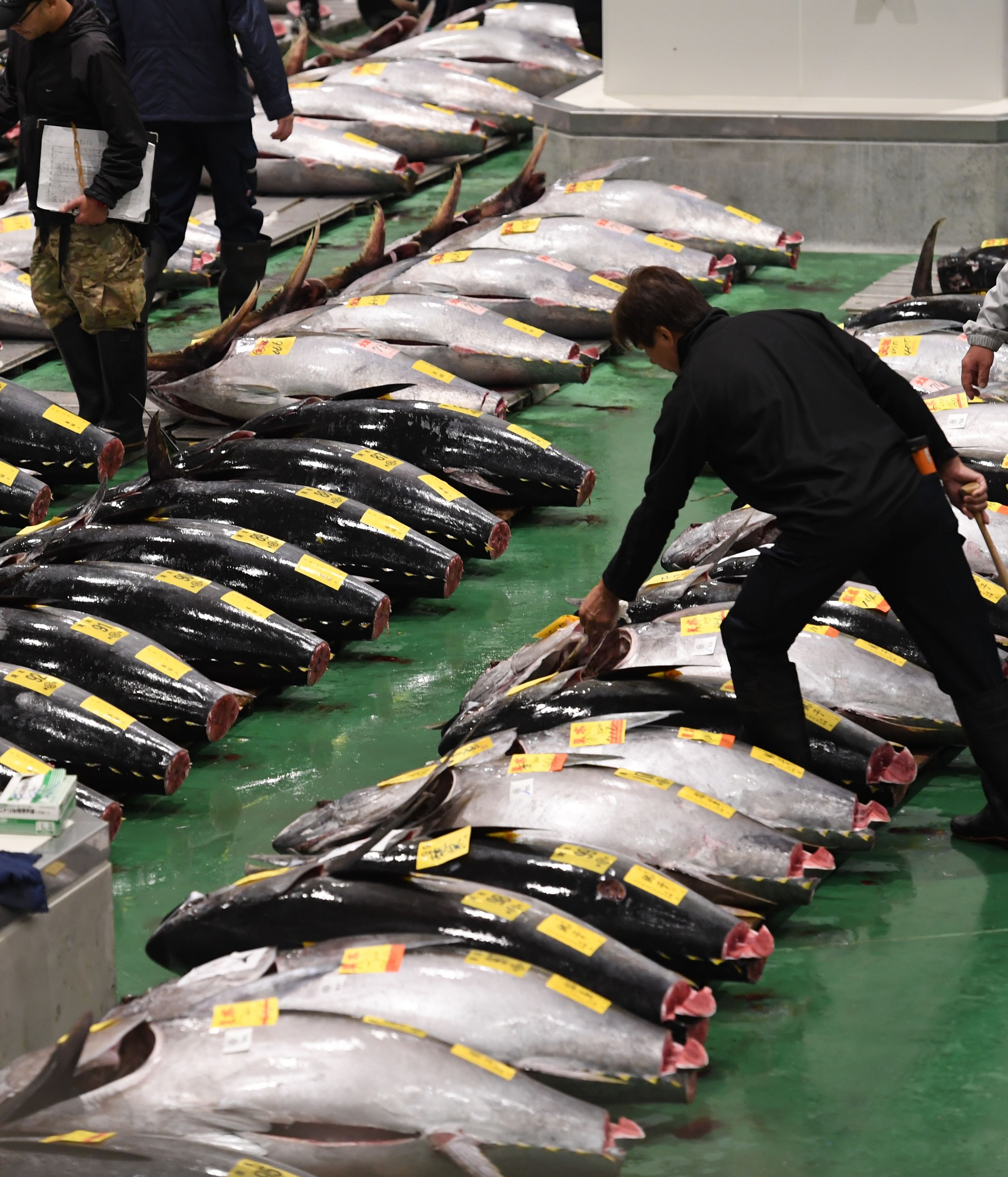 Los atunes gigantes estrenan mercado de Tokio | El Informador