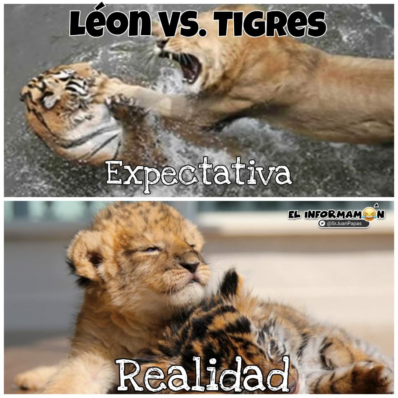 Las redes rugen con memes de Tigres campeón | El Informador