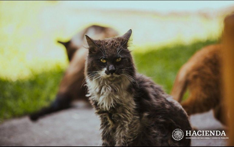 Fallece "Gandalla", uno de los gatos que vivía en Palacio Nacional | El ...