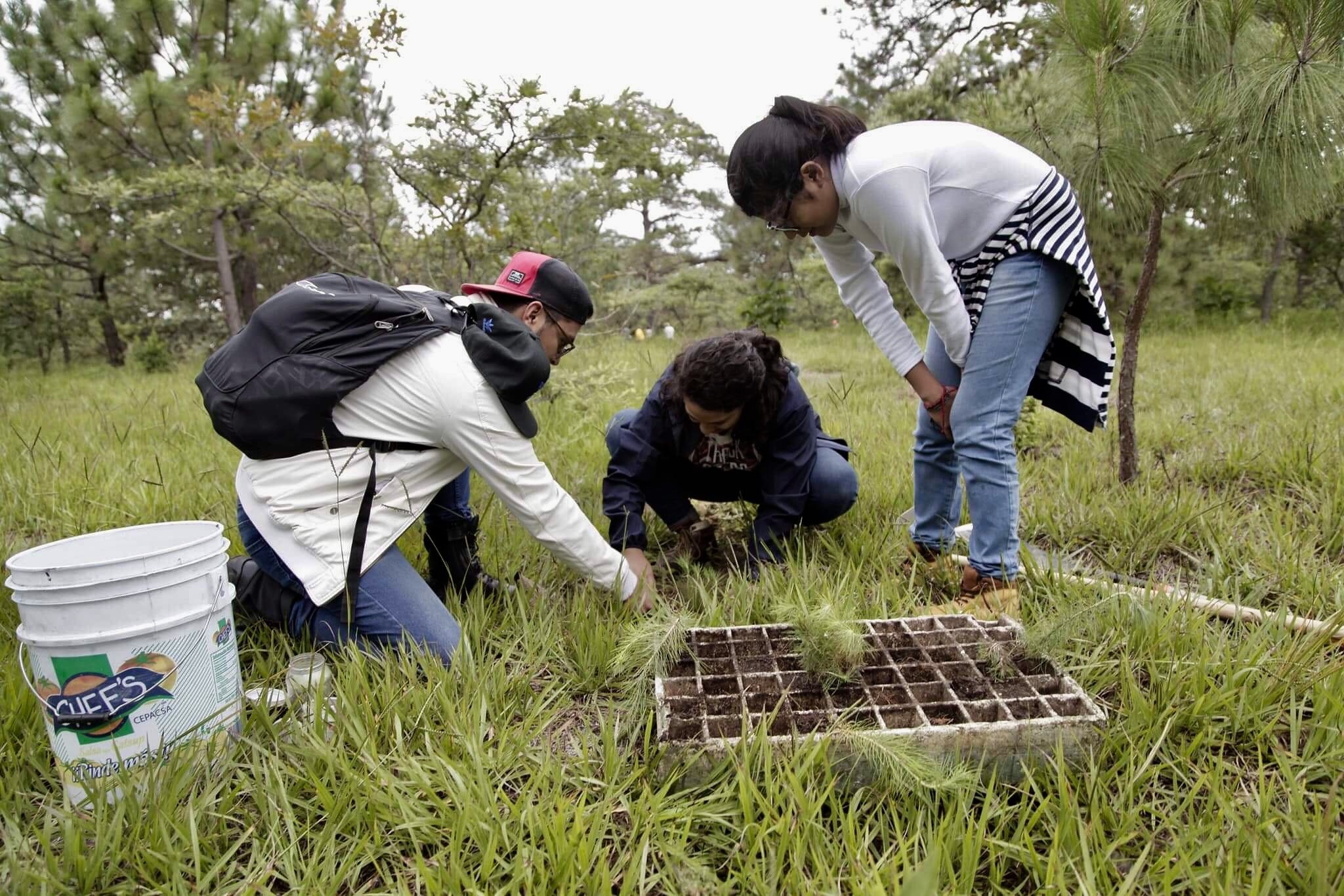 Con 14 mil 500 árboles concluye Programa de Reforestación en Bosque La ...